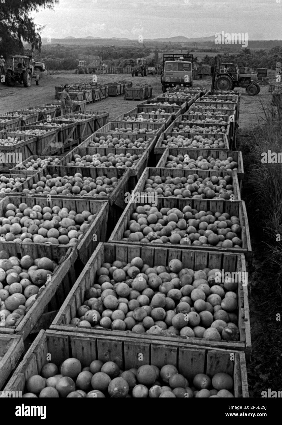 Crates of grapefruit are lined up during harvest season on the Isla de ...
