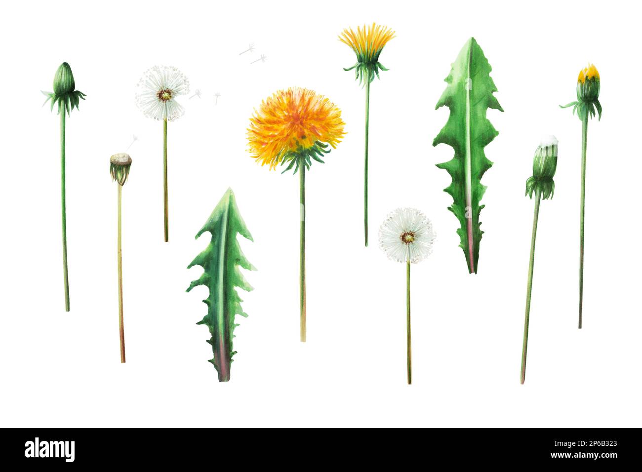 Yellow Dandelion Painting