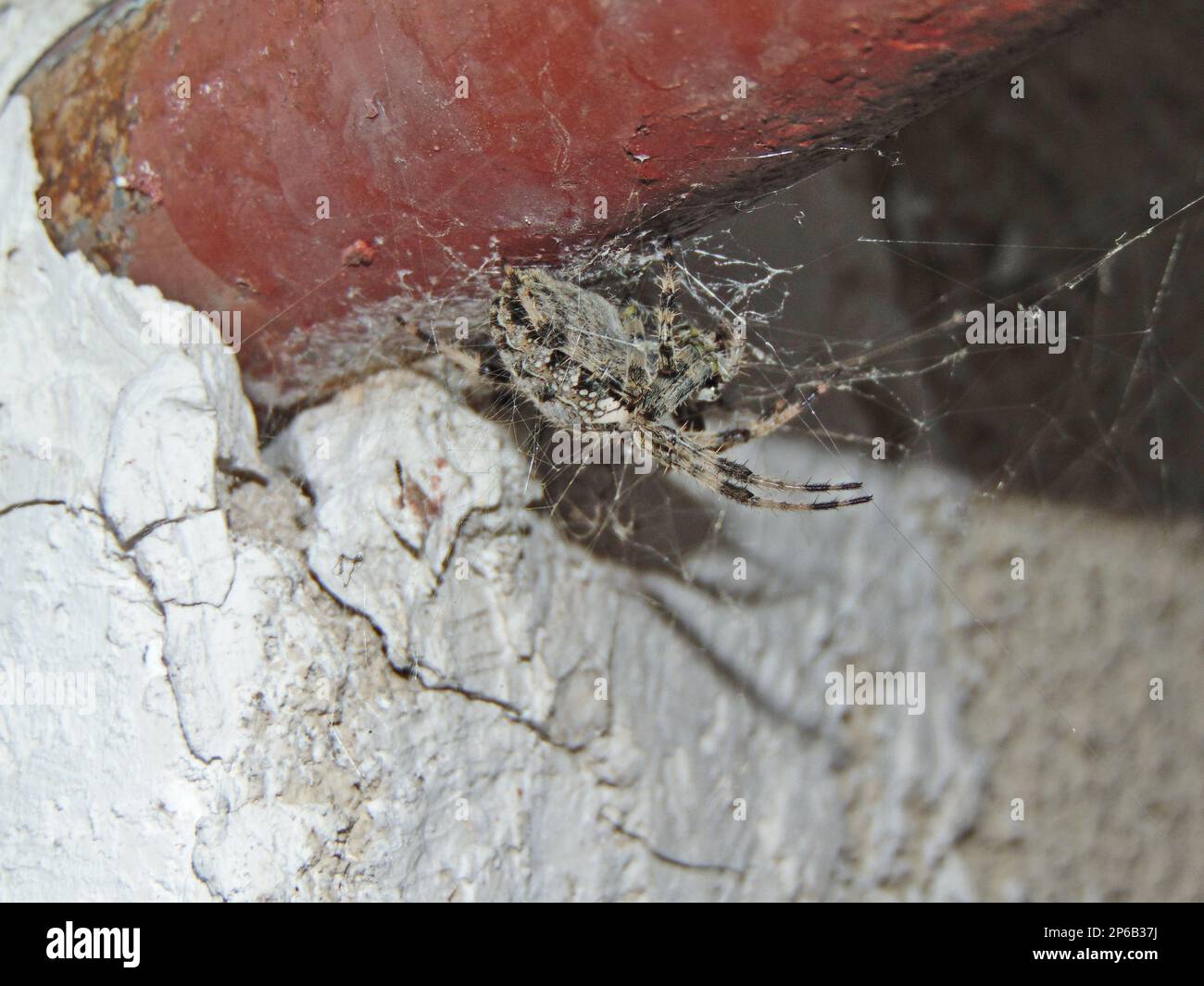 Araneus ventricosus spider in Romania Stock Photo - Alamy