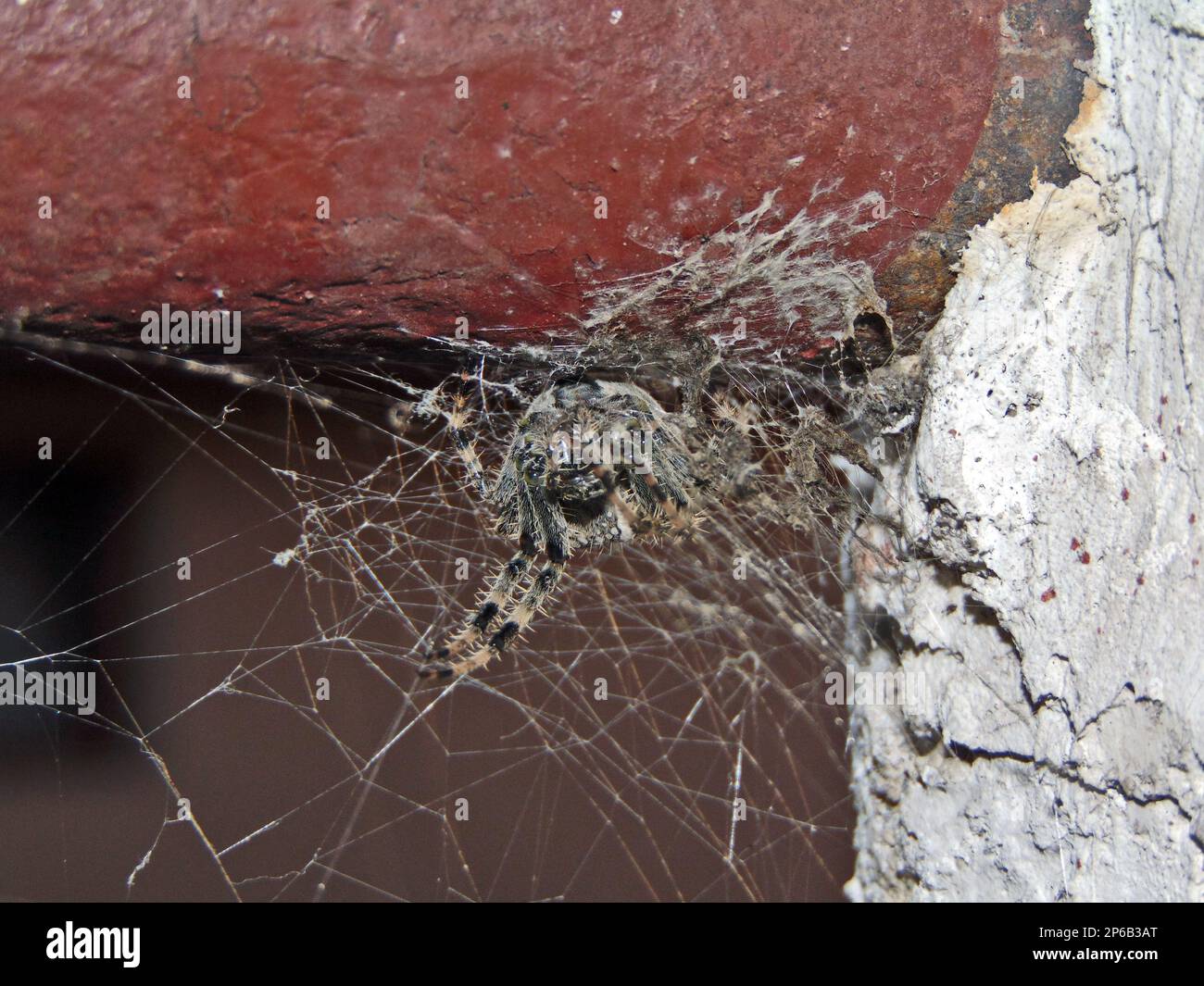 Araneus ventricosus spider in Romania Stock Photo - Alamy