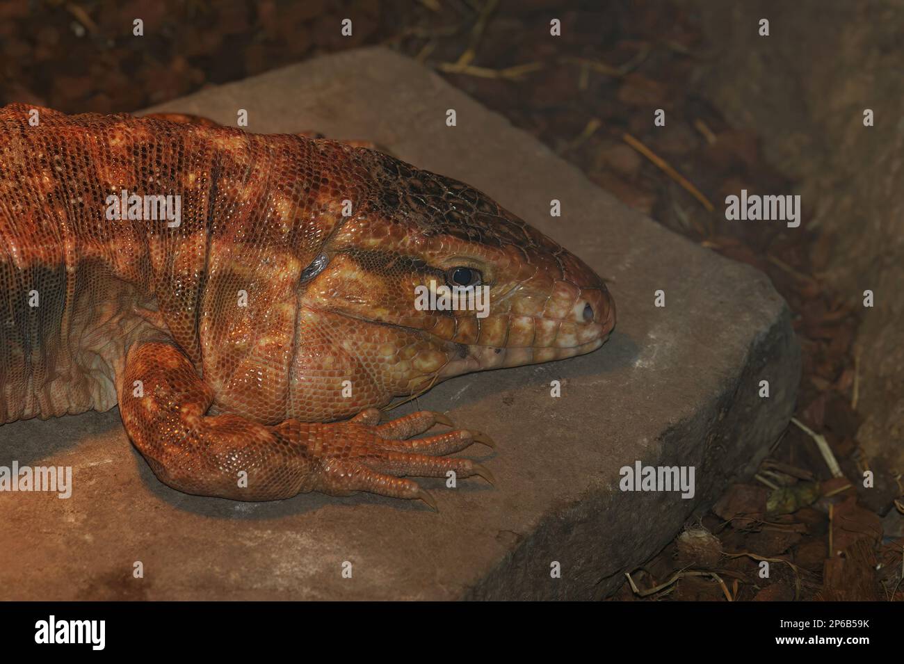 Tegu lizard hi-res stock photography and images - Alamy