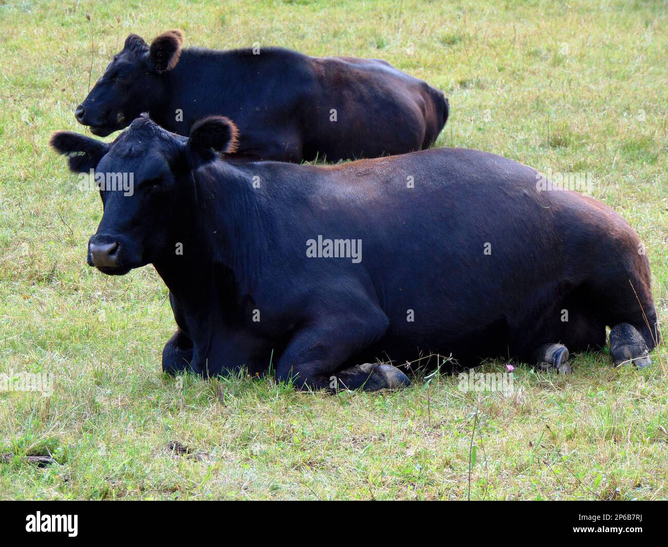 two black angus cows are sitting in the field Stock Photo - Alamy