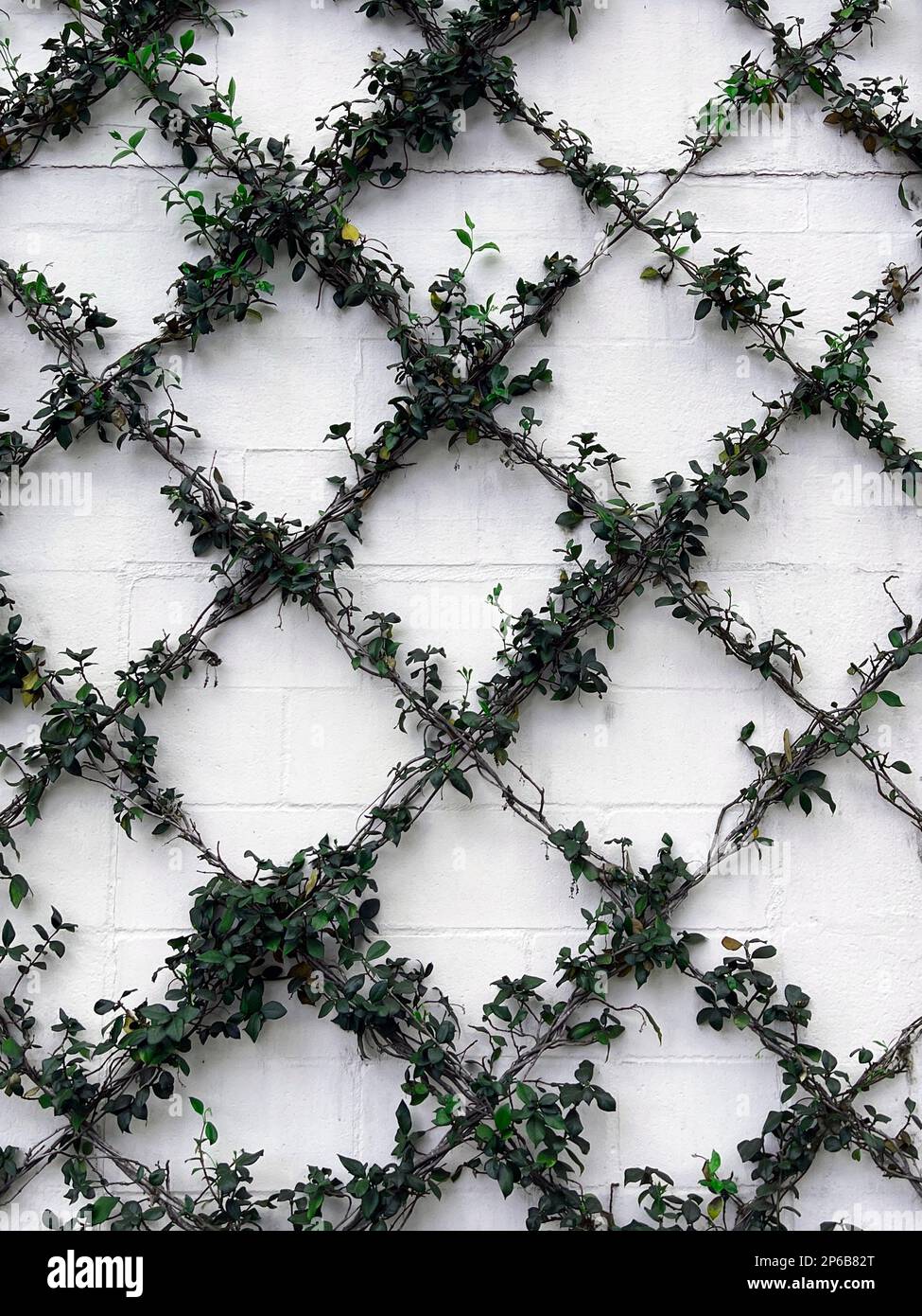 Ivy growing on a trellis creates a geometric diamond pattern Stock ...
