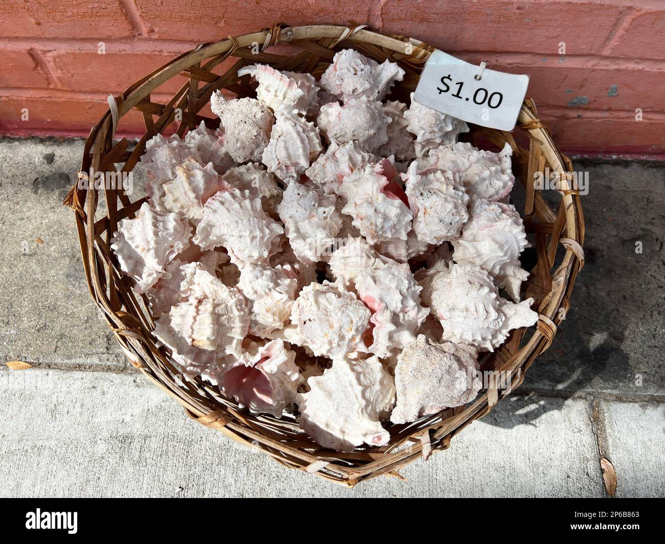 A basket of conch shells for sale on St. Simons Island, Georgia, USA, a ...