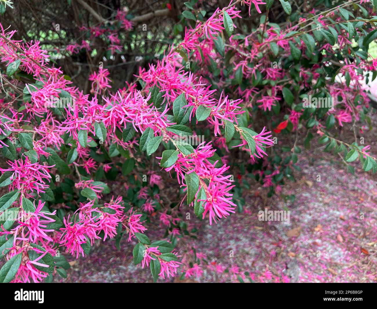Magenta pink flowers of the shrub Loropetalum chinense, or Chinese ...