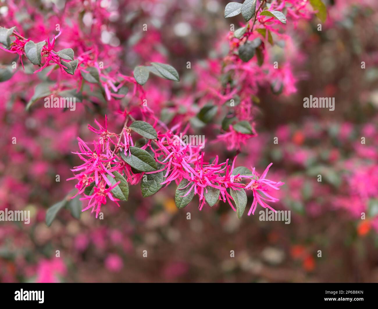Magenta pink flowers of the shrub Loropetalum chinense, or Chinese ...