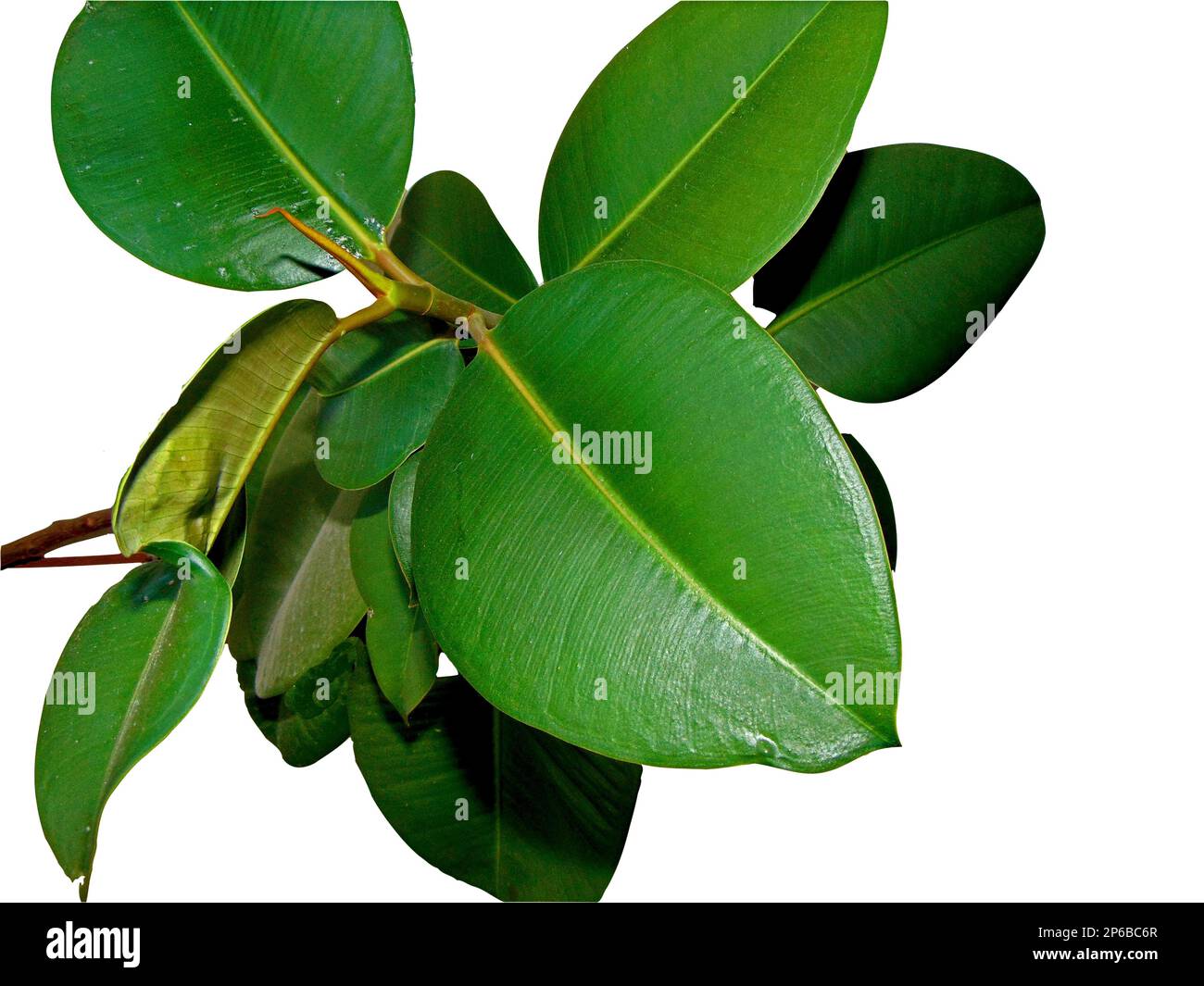 Ficus elastica plant isolated on white Stock Photo - Alamy