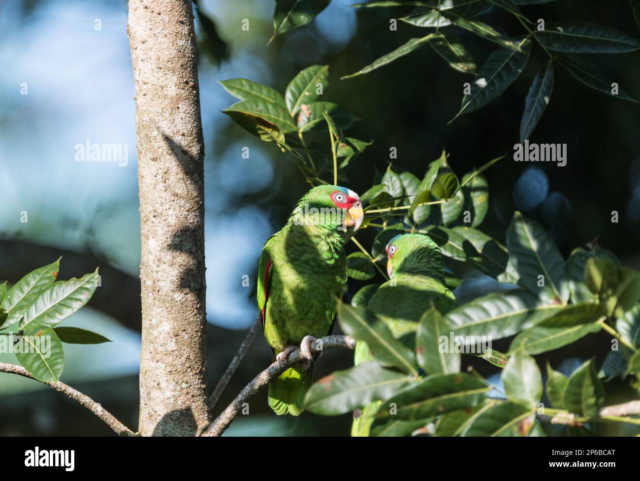 Amazone a front blanc hi-res stock photography and images - Alamy