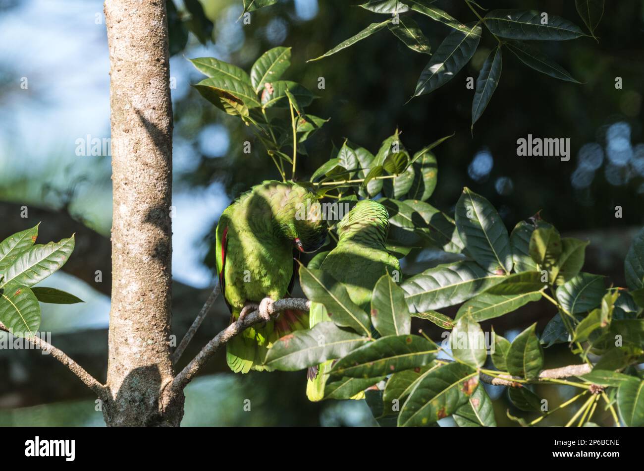 White-Fronted Parrot (Amazona albifrons) perched in a tree at Palenque ...