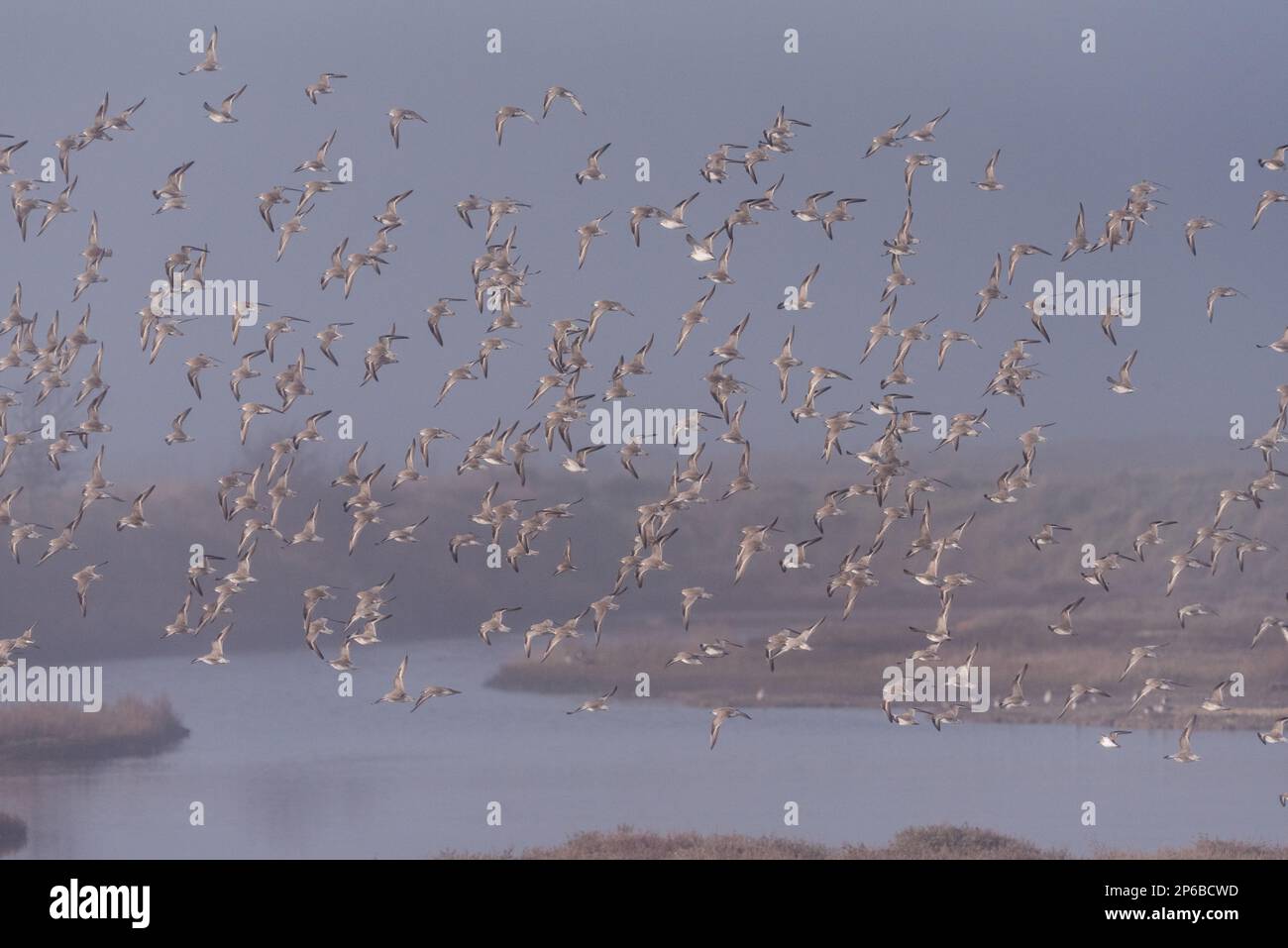 Mixed winter flock of mainly Dunlin and Red Knot on the Essex coast ...