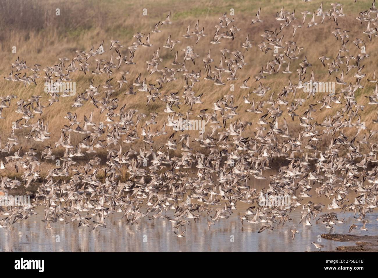 Dunlin birds hi-res stock photography and images - Alamy