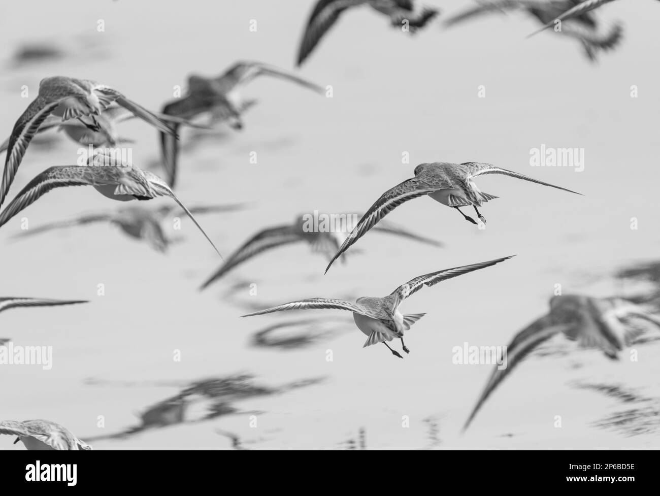 Flying Sanderlings (Calidris alba) on the Essex coast Stock Photo - Alamy