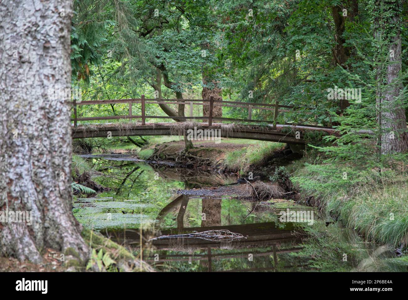 Bridge over stream in the New Forest Stock Photo - Alamy