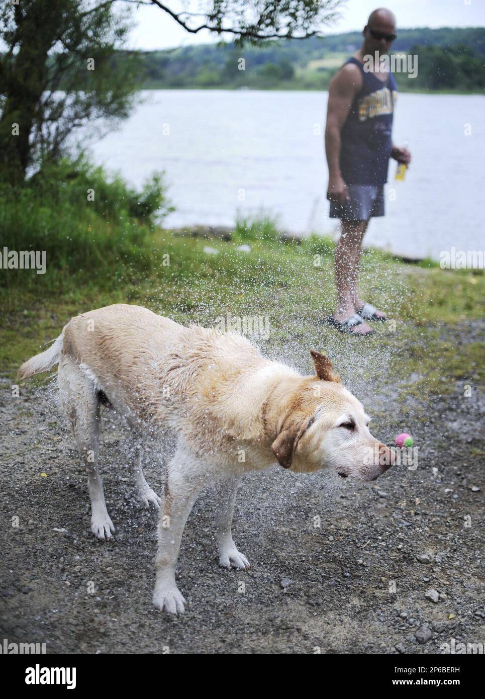 Buddy A 6 Year Old Yellow Labrador Retriever Shakes Off Water After Playing Fetch In Lake