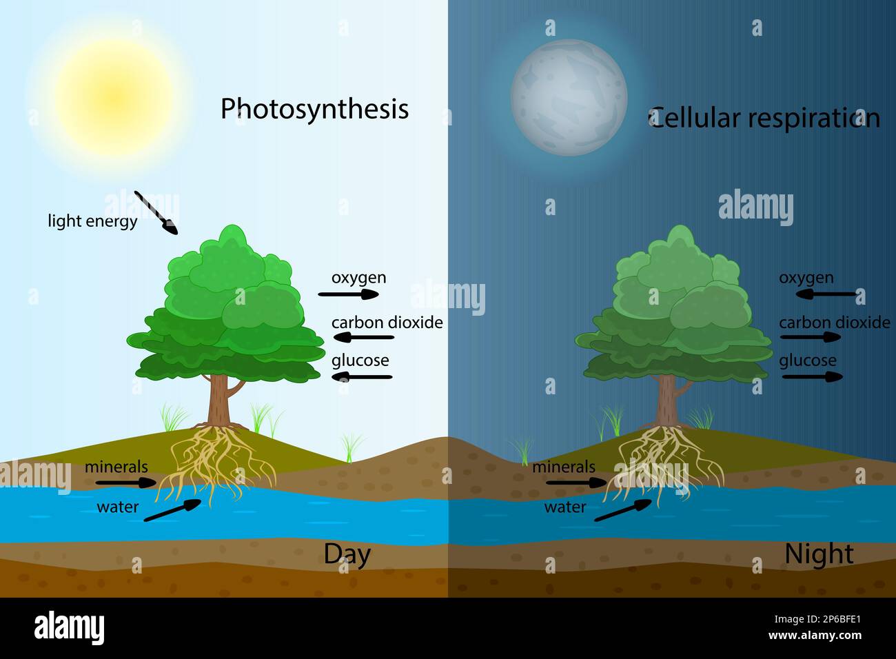 Photosynthesis diagram.Process of plant produce oxygen.Science ... Photosynthesis diagram.Process of plant produce oxygen.Science ...