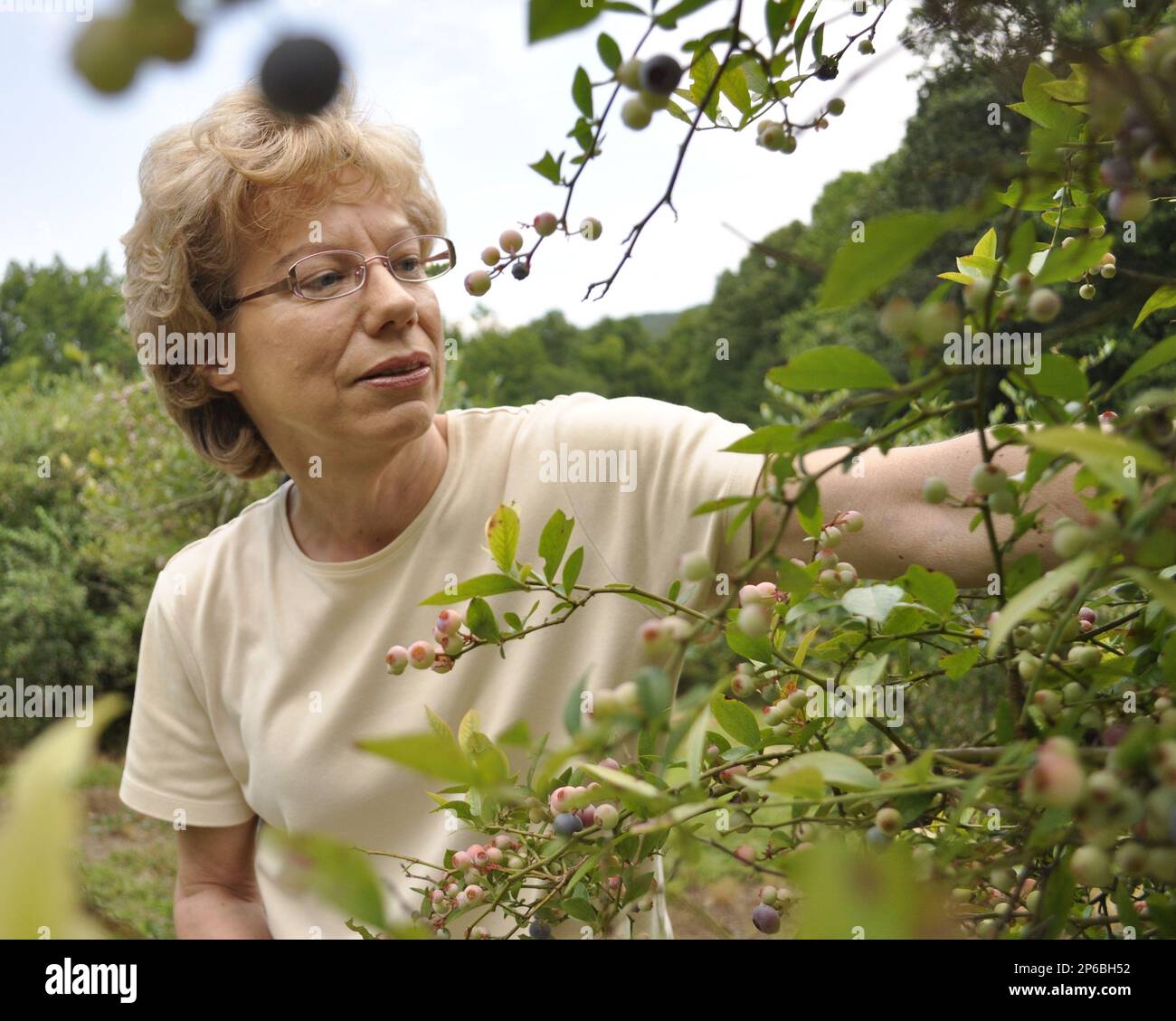 In a June 14, 2012 photo, Lynda Shenefield picks fresh blueberries from ...