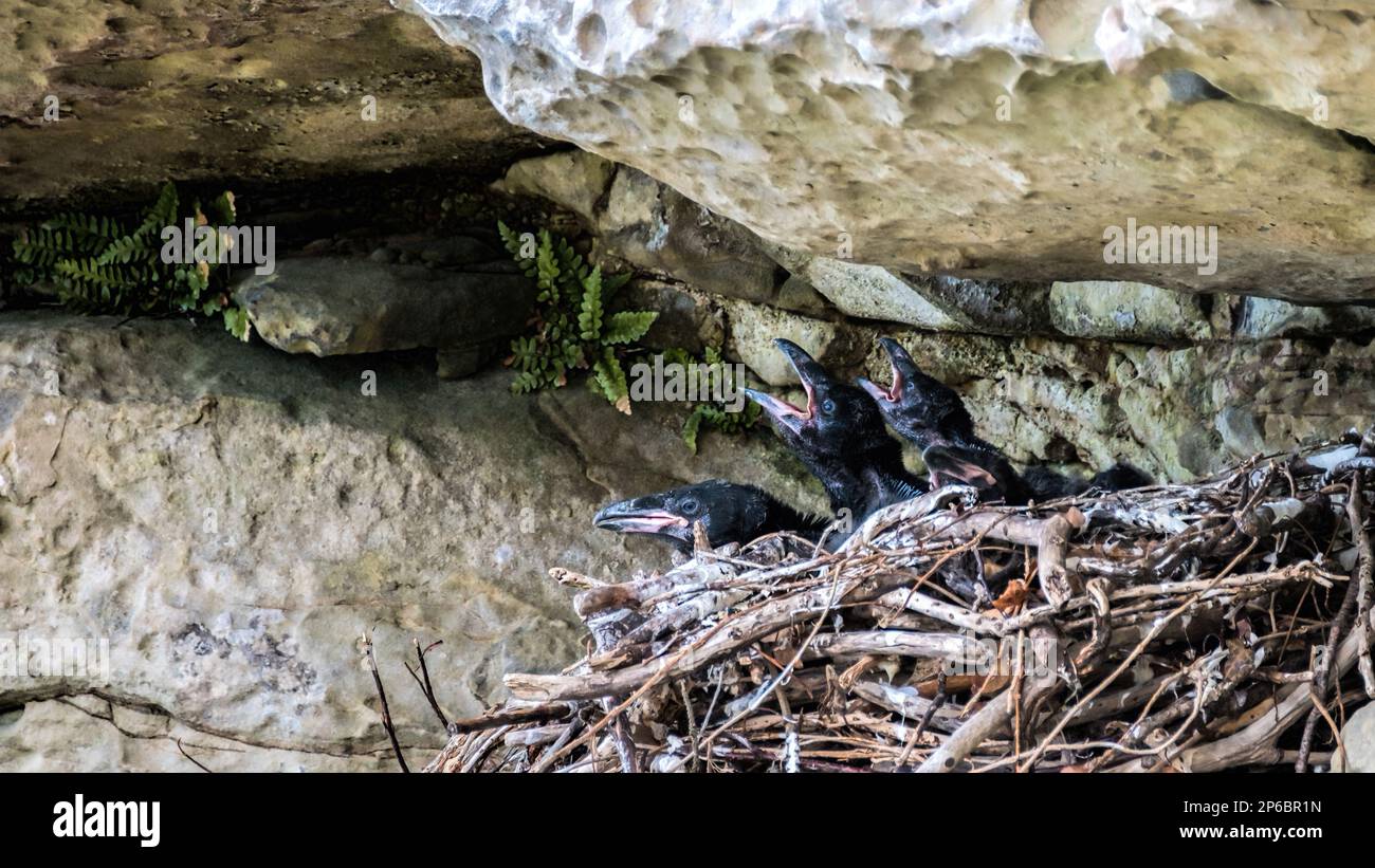 Raven chicks in a nest Stock Photo - Alamy
