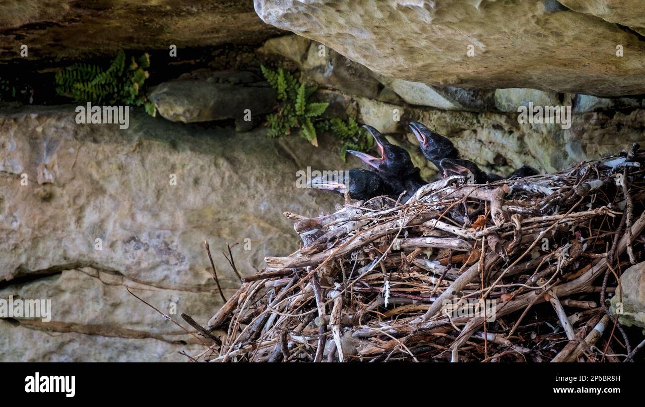 Raven chicks in a nest Stock Photo - Alamy