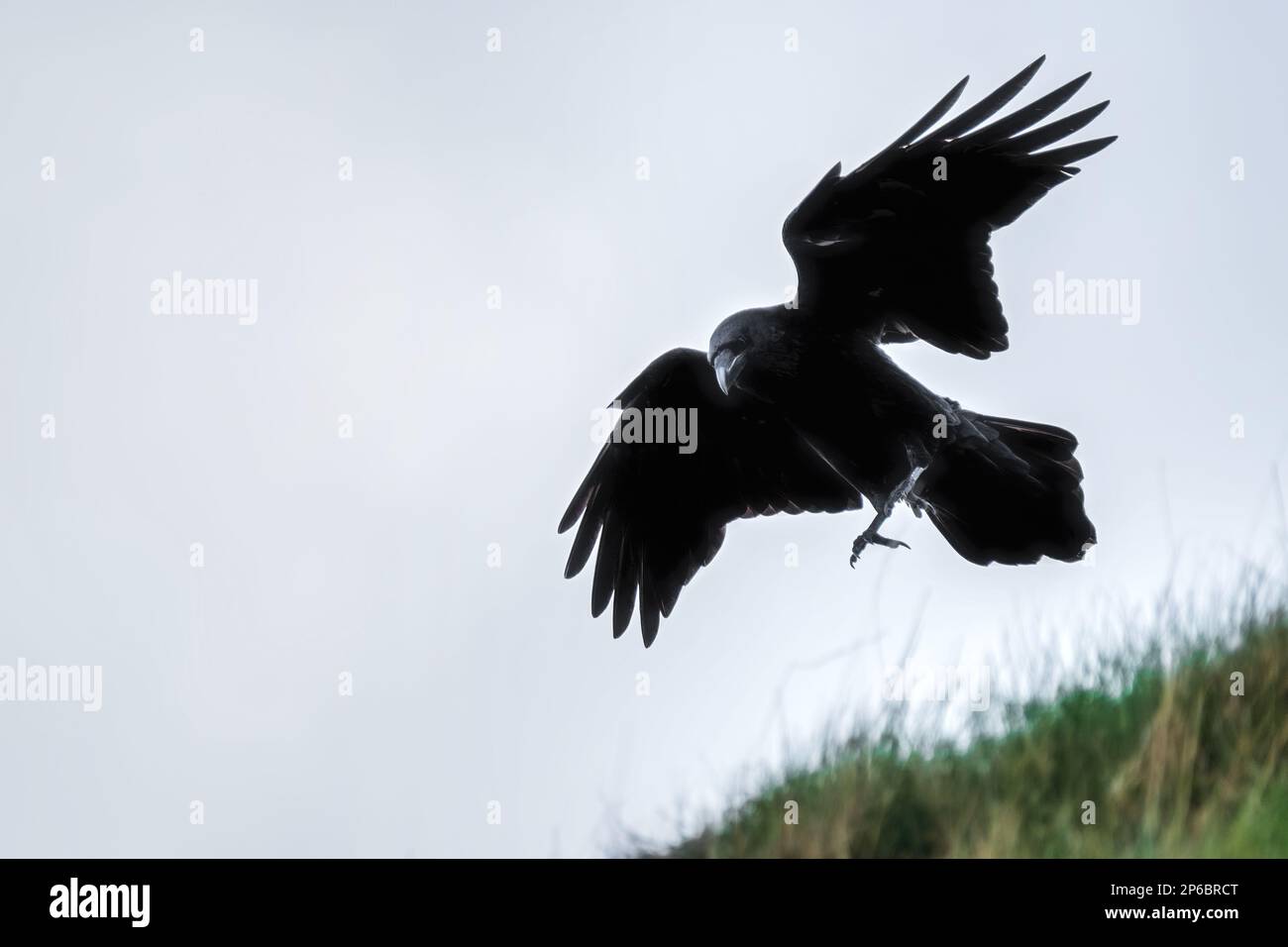 Raven flying hi-res stock photography and images - Alamy