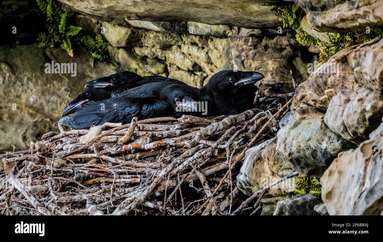 Raven nest hi-res stock photography and images - Alamy