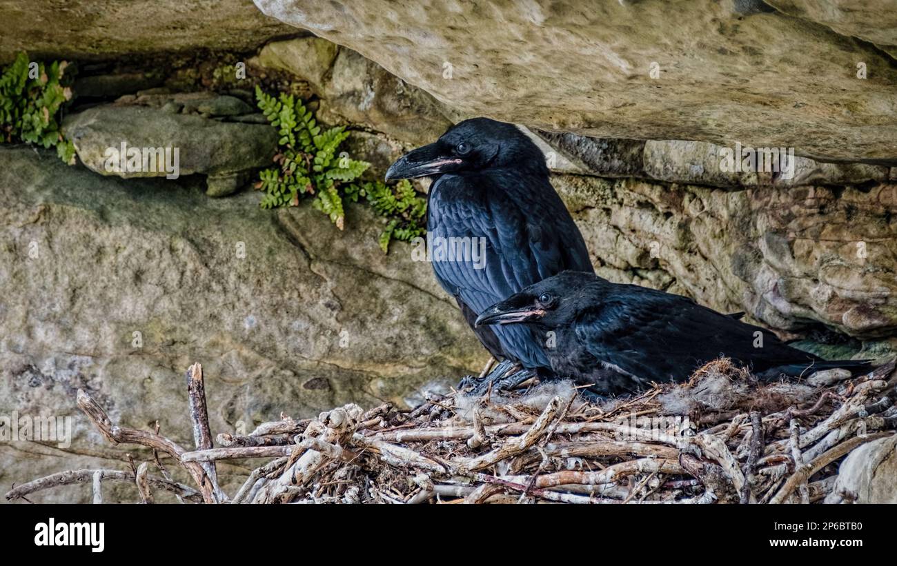 Raven chicks in a nest Stock Photo - Alamy