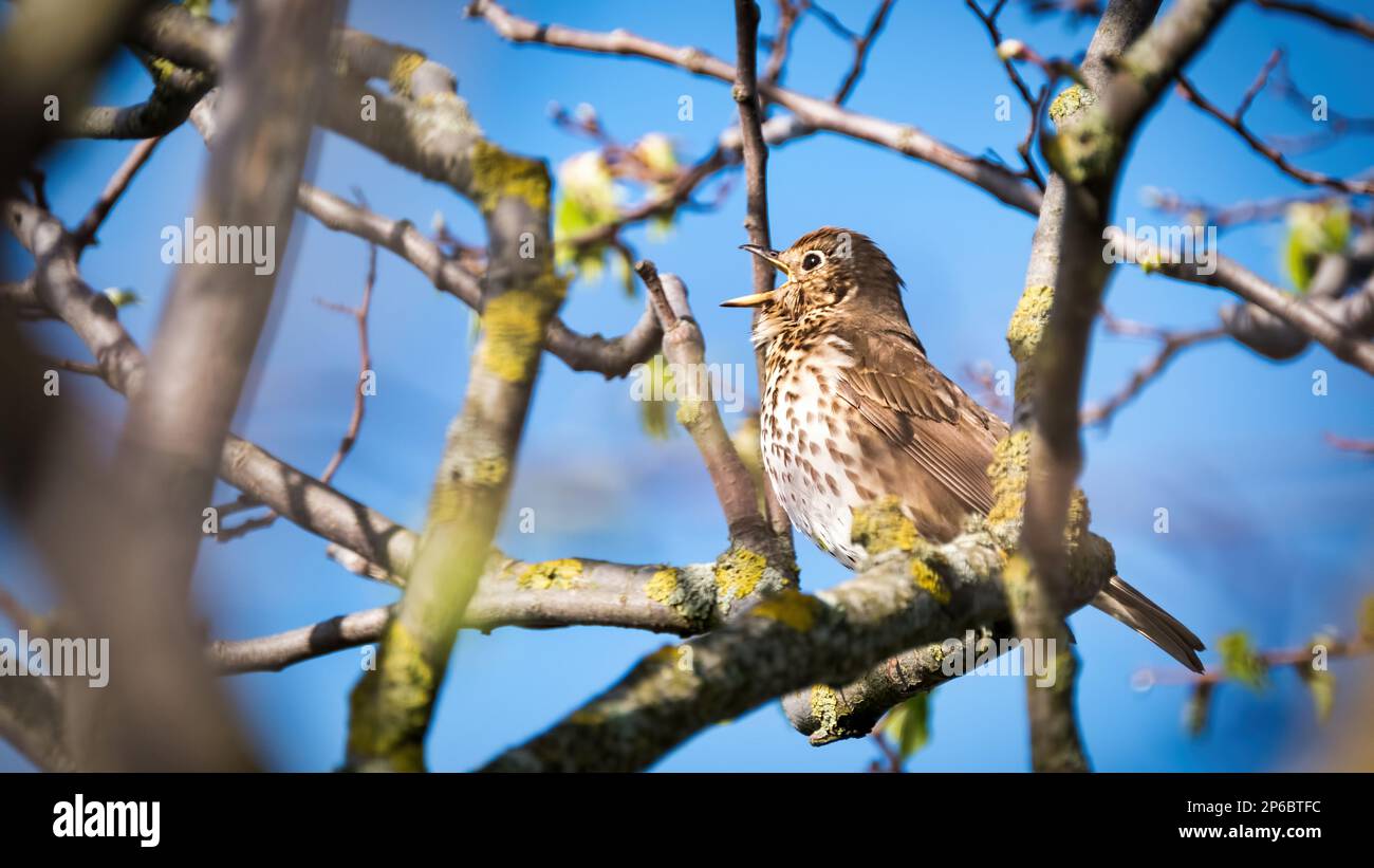 Song thrush singing in a tree Stock Photo - Alamy