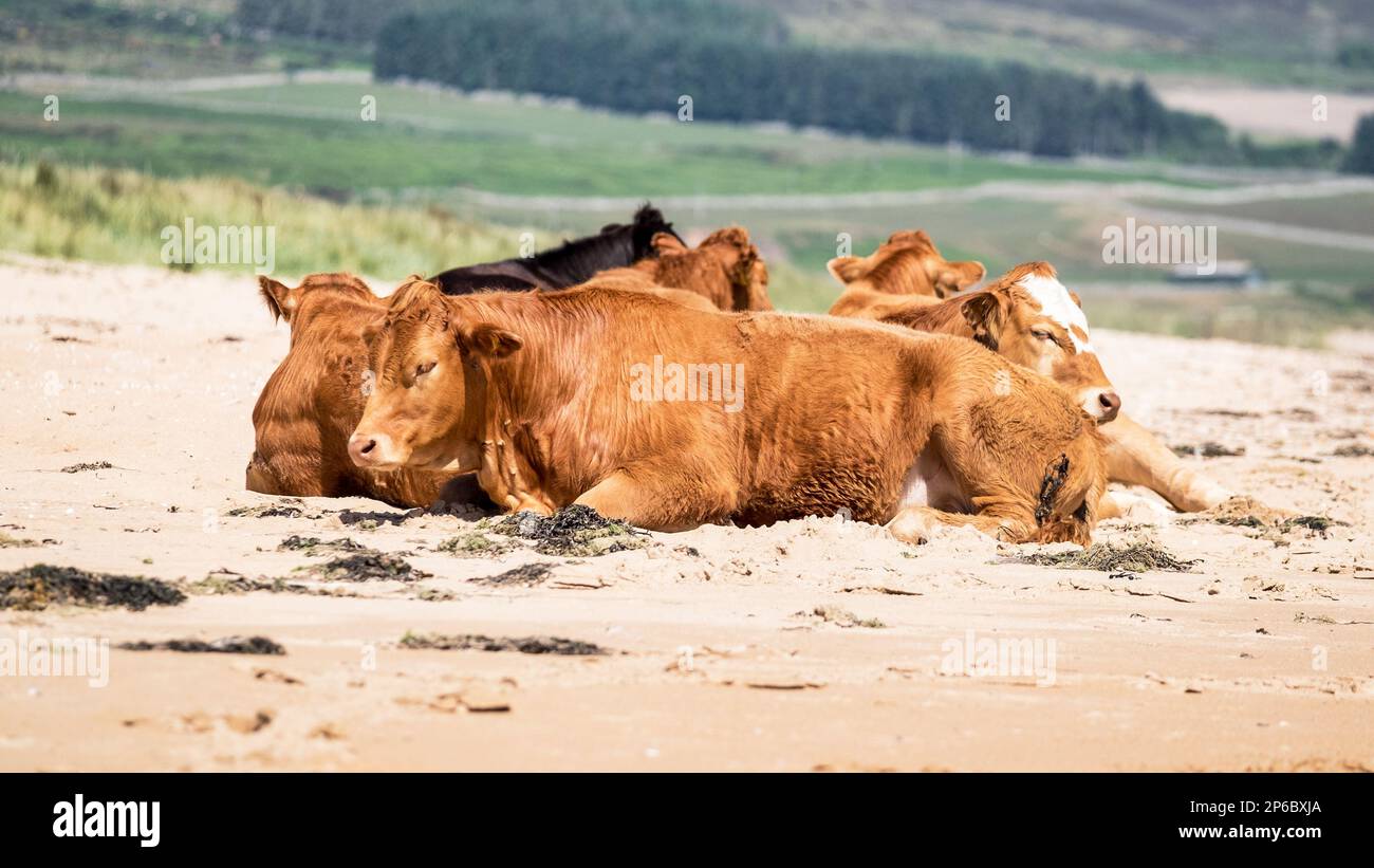 Cows sunbathing on Brora beach Stock Photo - Alamy