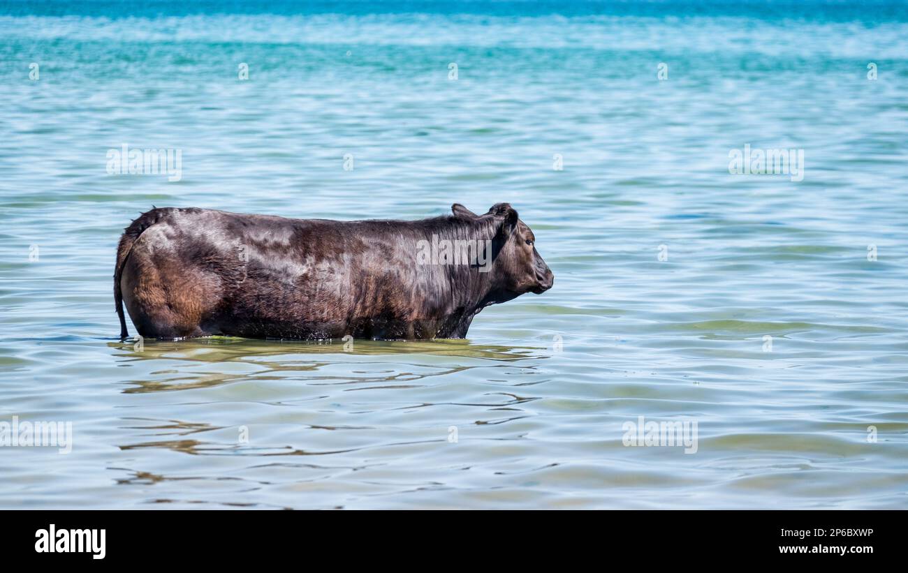 Cow cooling down in the sea Stock Photo - Alamy