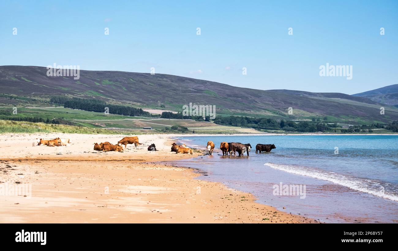 Scottish beach cows hi-res stock photography and images - Alamy