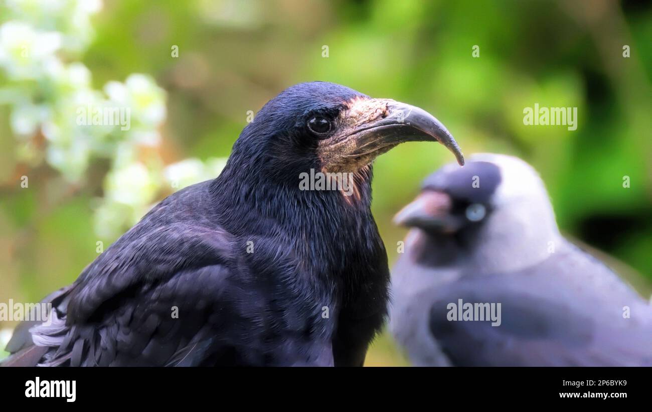 Rook with a malformed beak, and with a jackdaw in the background Stock ...
