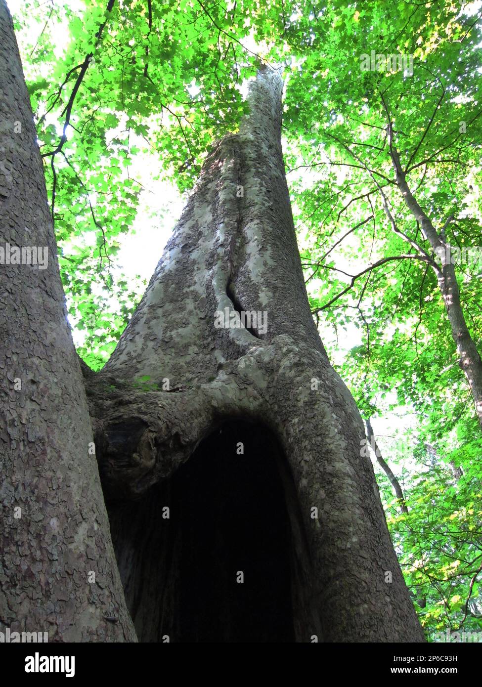A May 25, 2012 photo shows a Sycamore tree that measures 136 feet tall ...