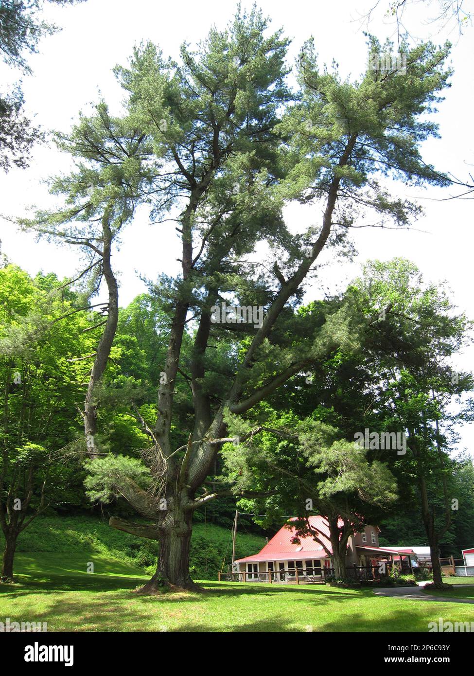A May 23, 2012 photo shows a white pine measuring more than 96 feet ...