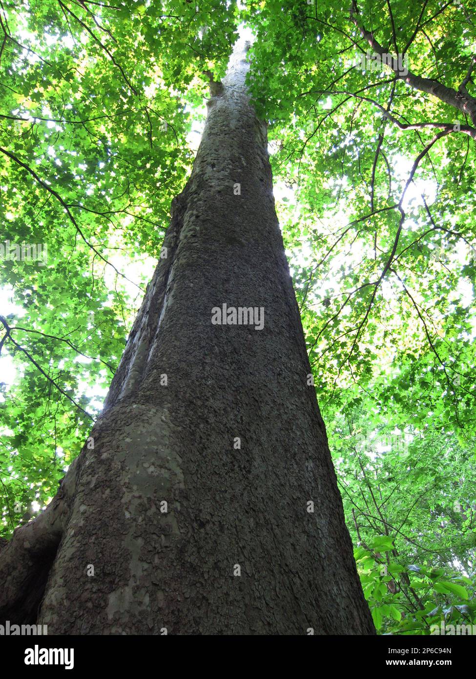A May 25, 2012 photo shows a Sycamore tree that measures 136 feet tall ...