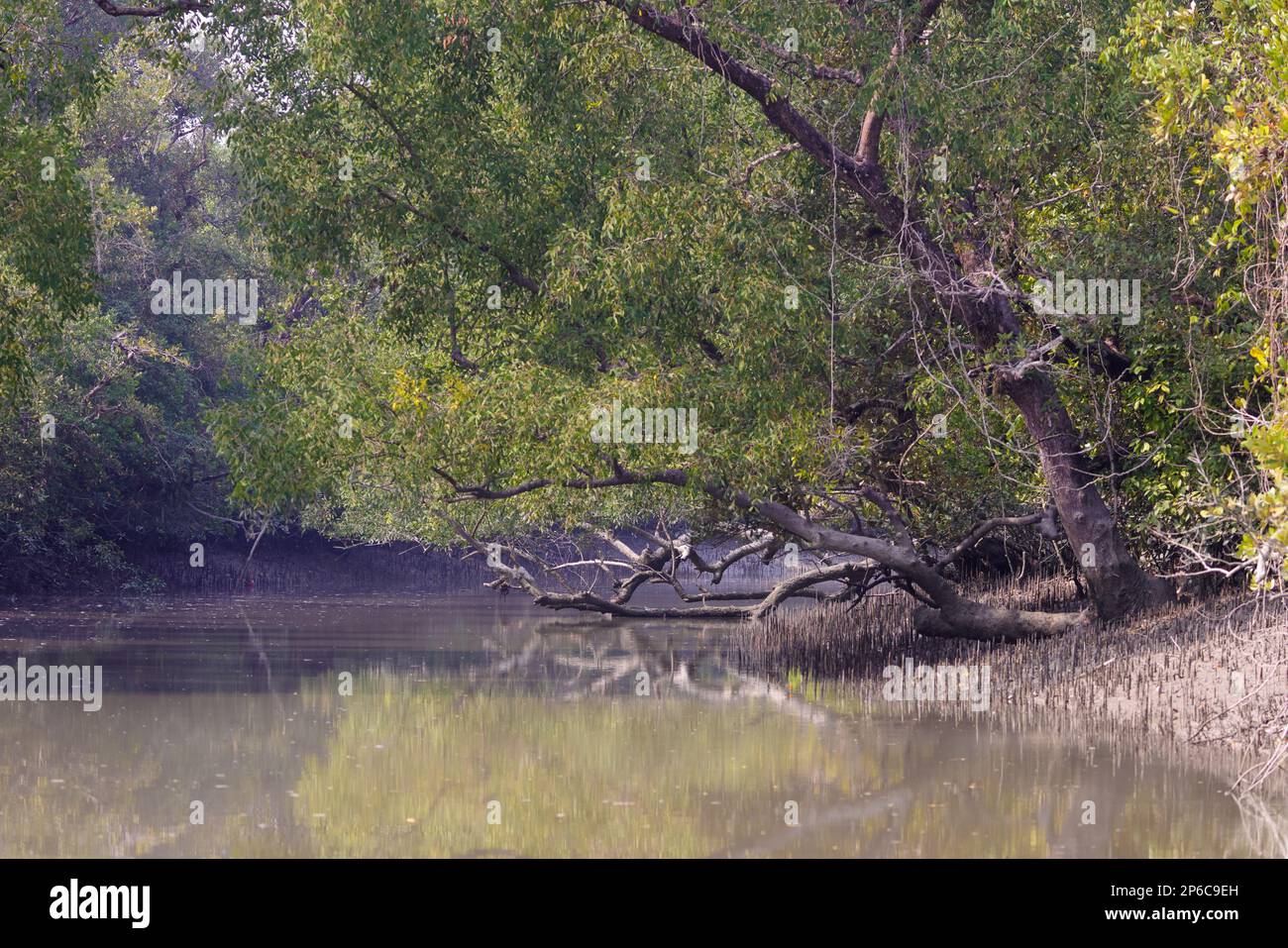 A canal in Sundarbans.Sundarbans is the biggest natural mangrove forest ...