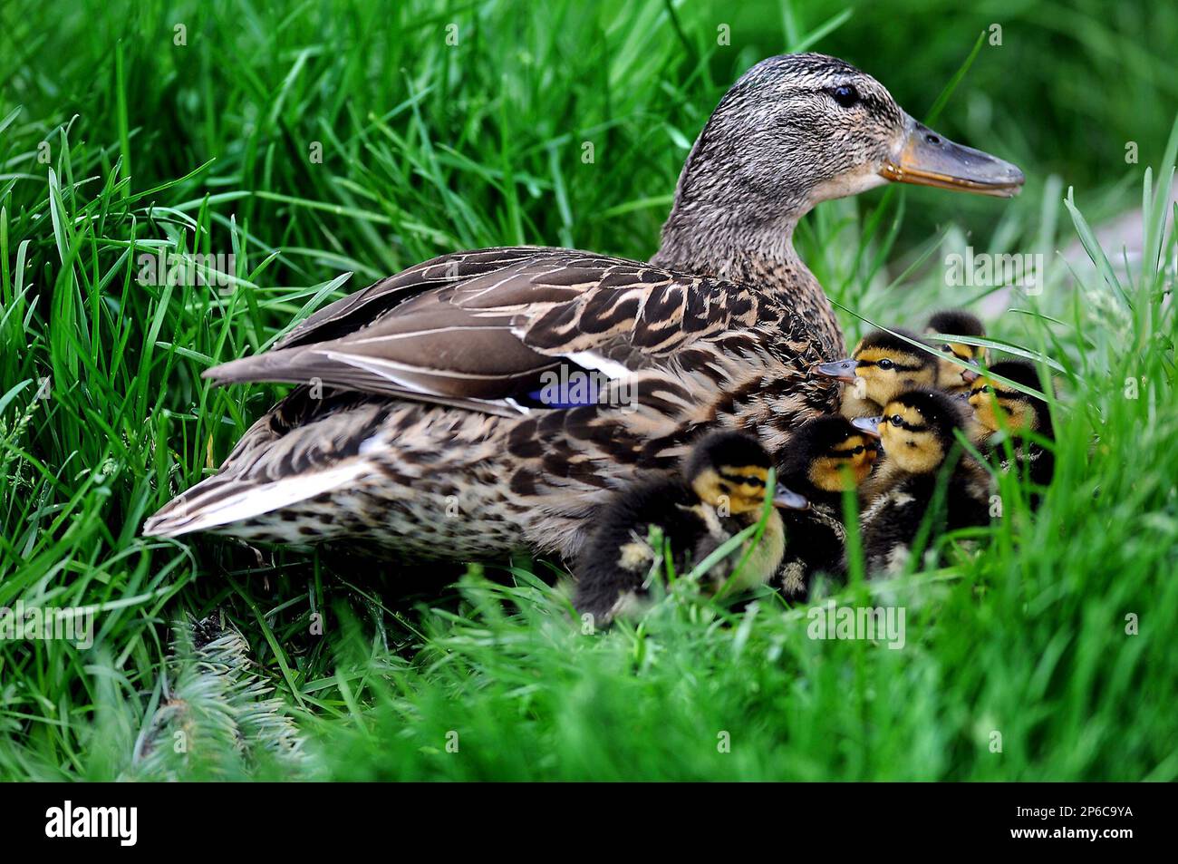 A mother Mallard and six ducklings take shelter under one of the trees ...