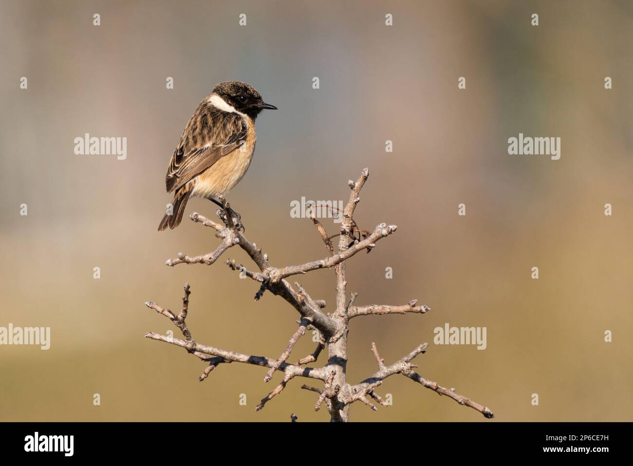 The European stonechat (Saxicola rubicola) is a small passerine bird ...