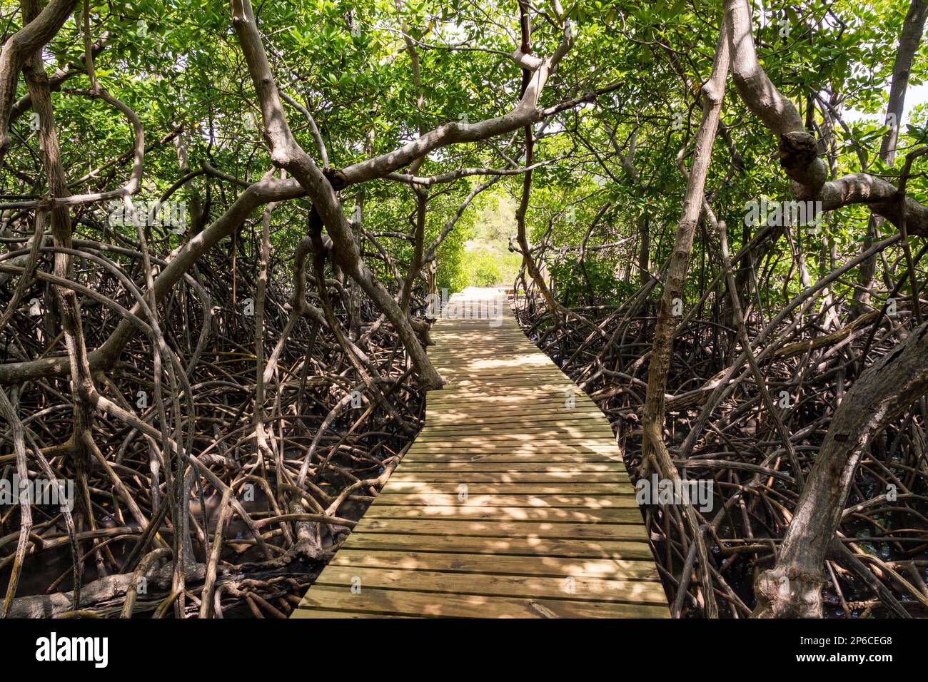 wooden path into the mangrove Stock Photo - Alamy