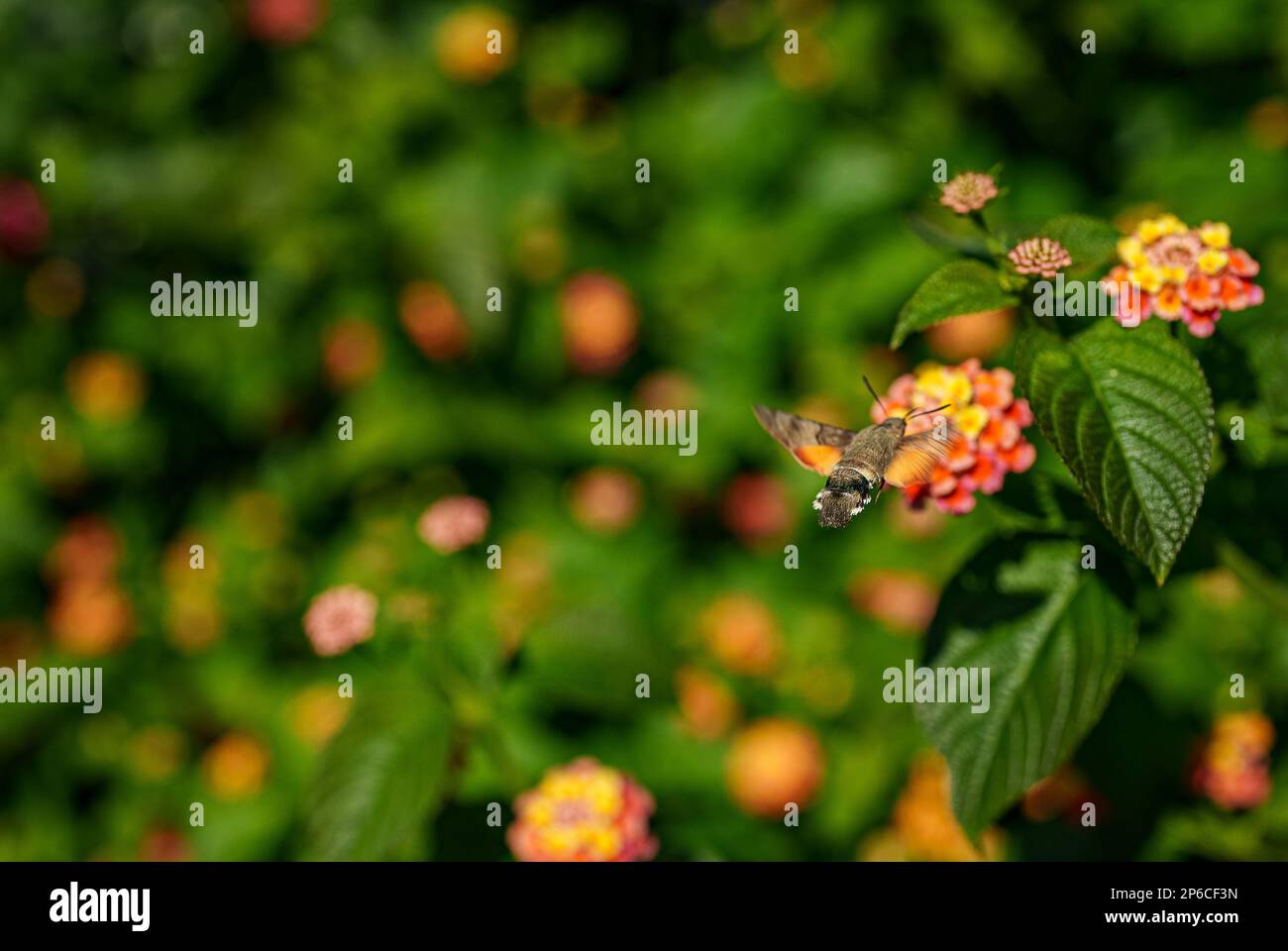 Hummingbird hawk-moth hovering over flowers. Macroglossum stellatarum ...