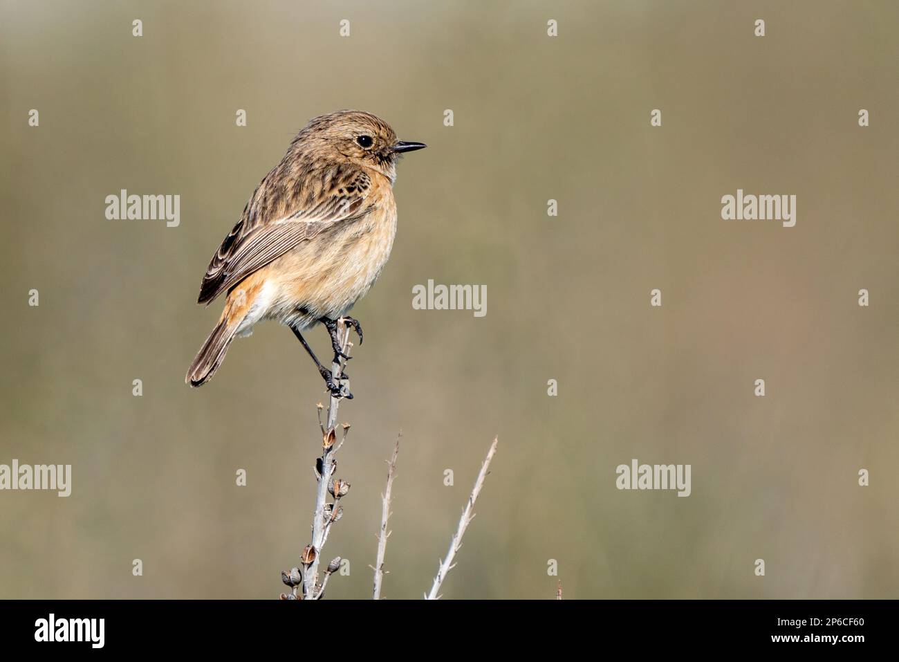 The European stonechat (Saxicola rubicola) is a small passerine bird ...