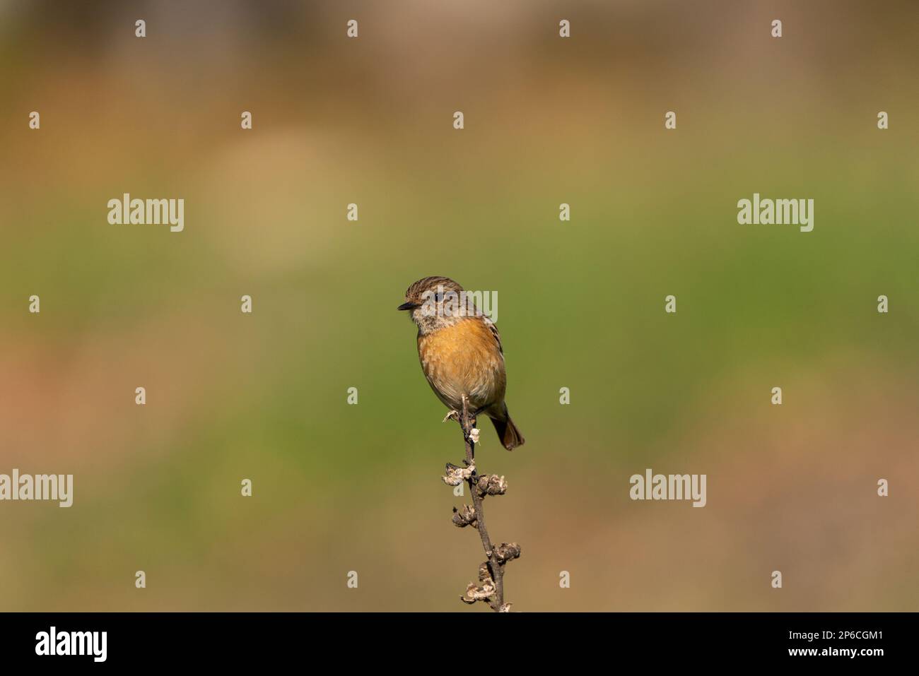 The European stonechat (Saxicola rubicola) is a small passerine bird ...