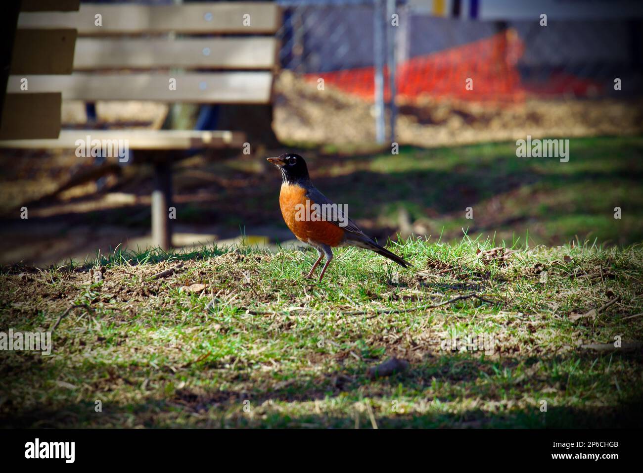 Robin lively hi-res stock photography and images - Alamy