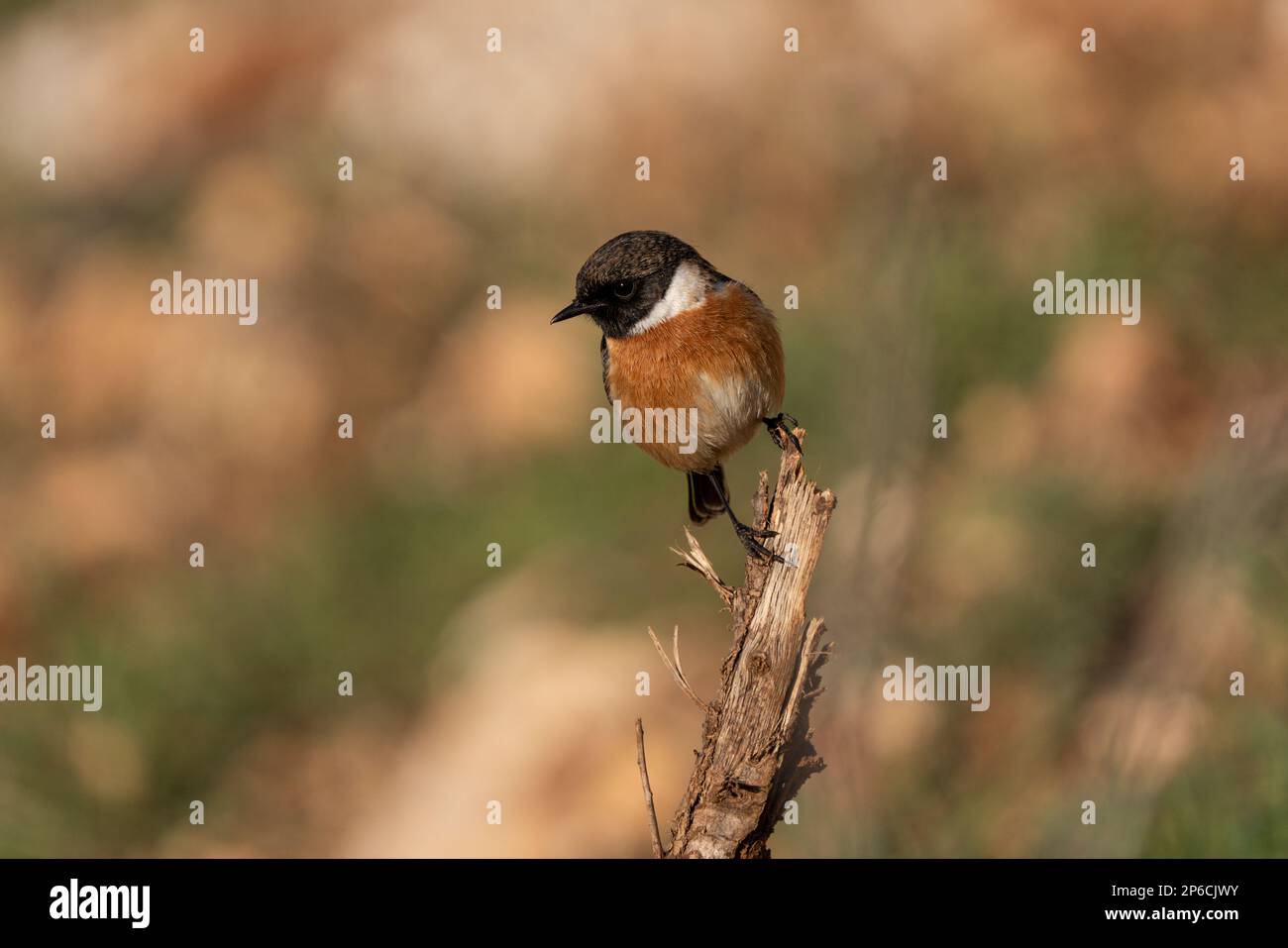 The European stonechat (Saxicola rubicola) is a small passerine bird ...