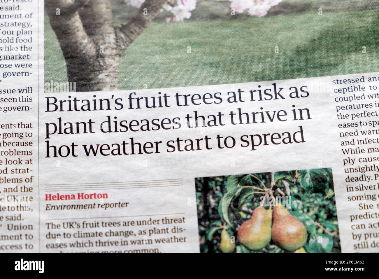 'Britain's fruit trees at risk as plant diseases that thrive in hot weather start to spread ...