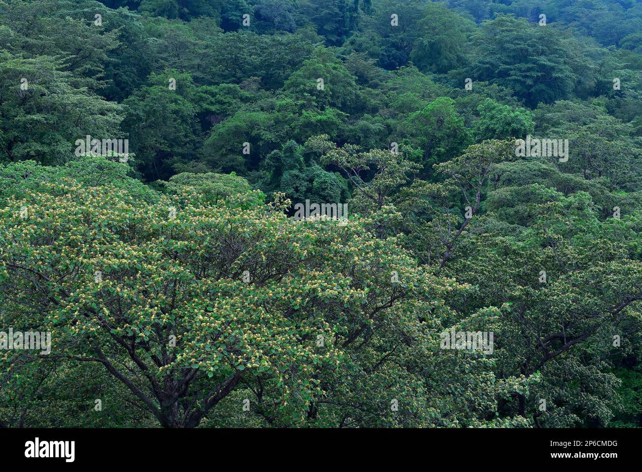 Green trees of tropical forest view Stock Photo - Alamy