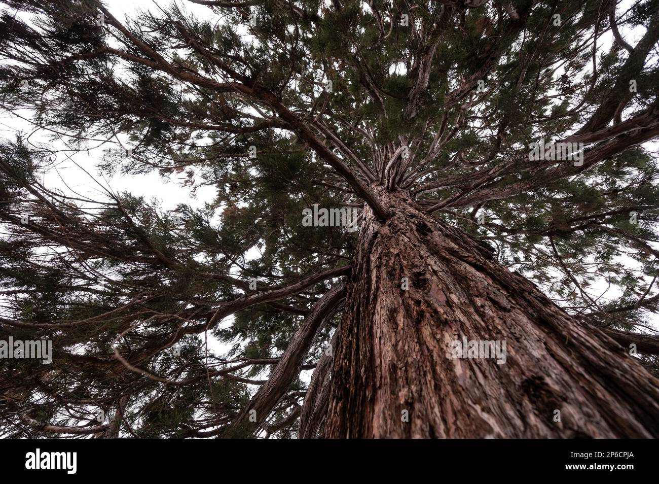 Redwood (Sequoioideae Stock Photo - Alamy