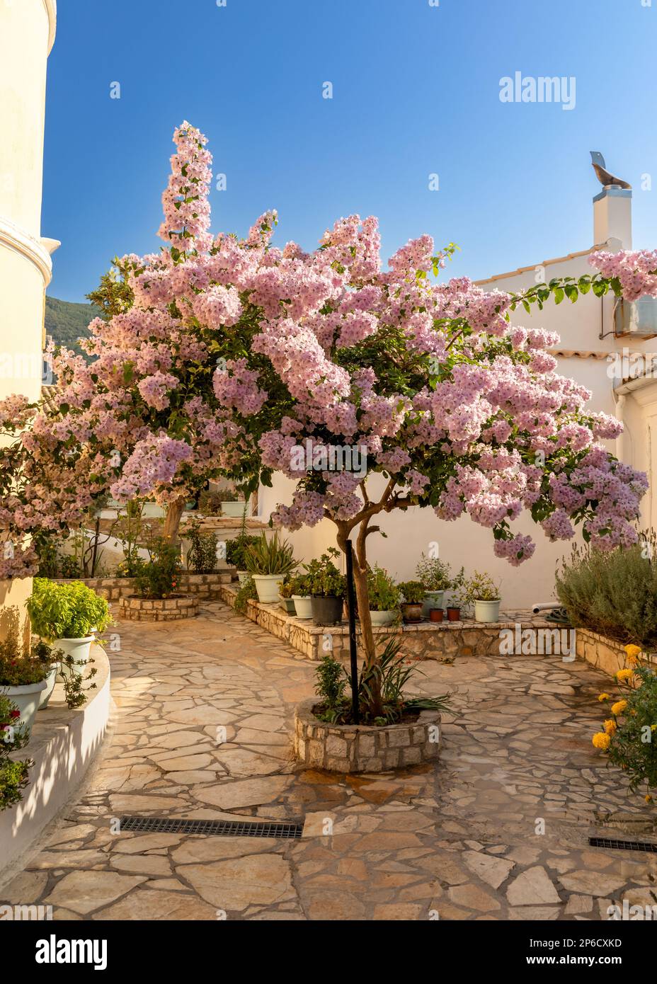 Lilac tree in the garden of Paleokastritsa monastery on the island of ...