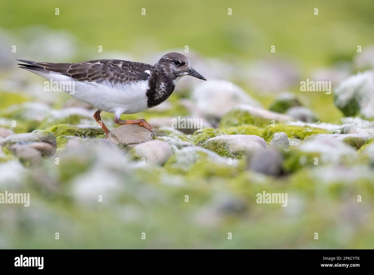 Fauna of waders hi-res stock photography and images - Alamy