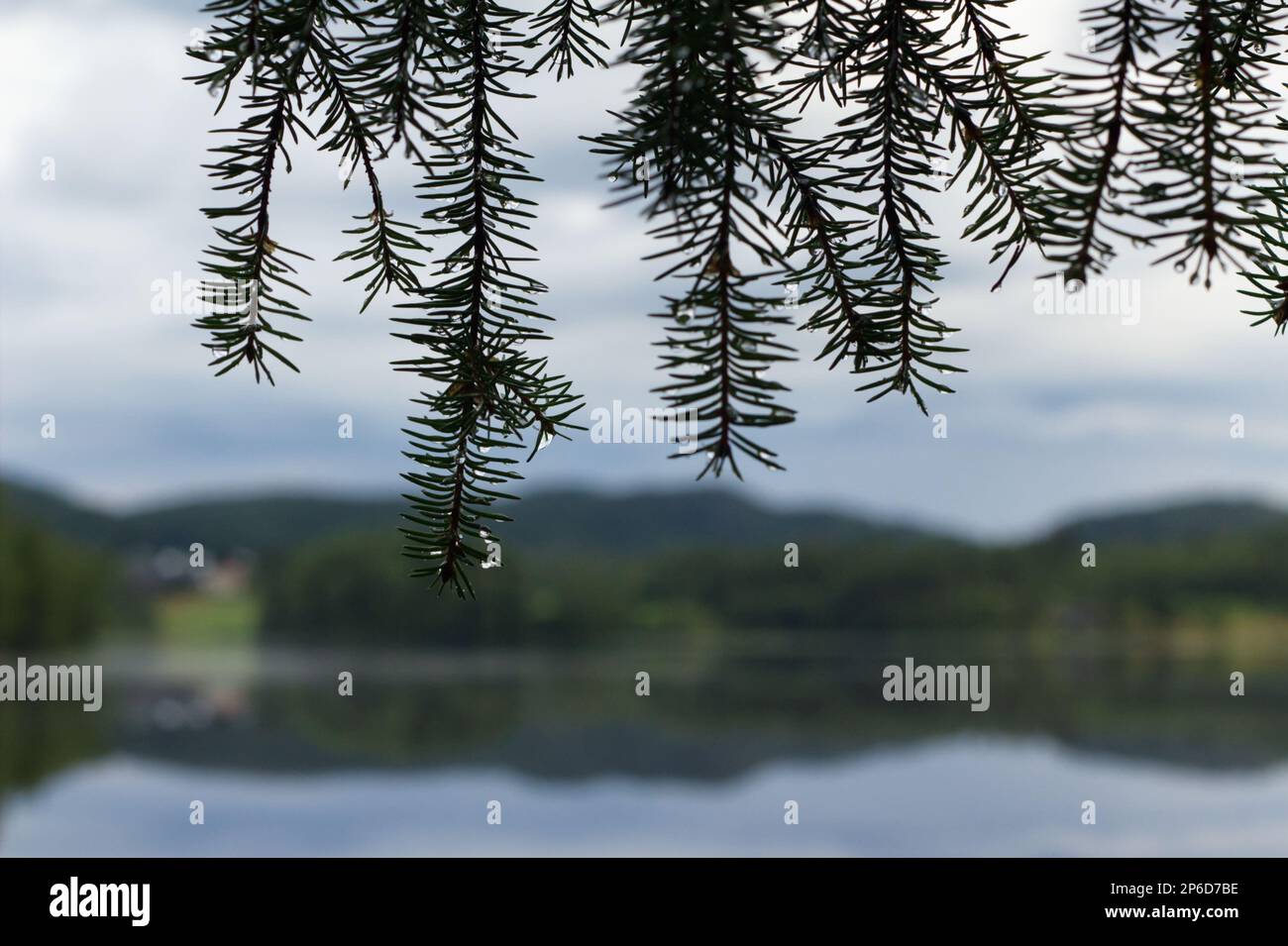 Sweden branch hi-res stock photography and images - Alamy