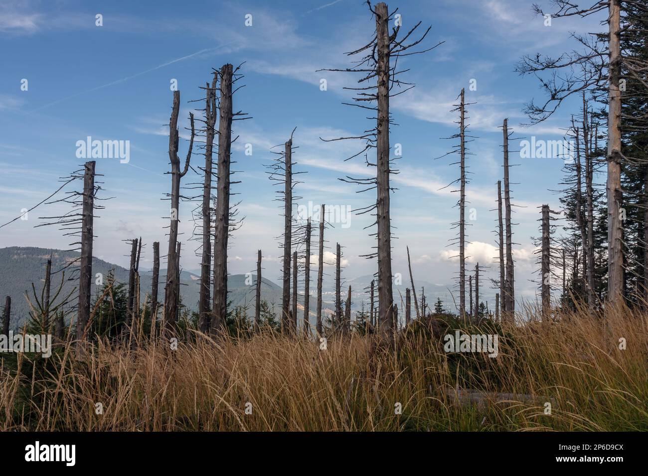 Dead, dry trees in nature reserve Spruce in Beskids Mountains, Czech ...