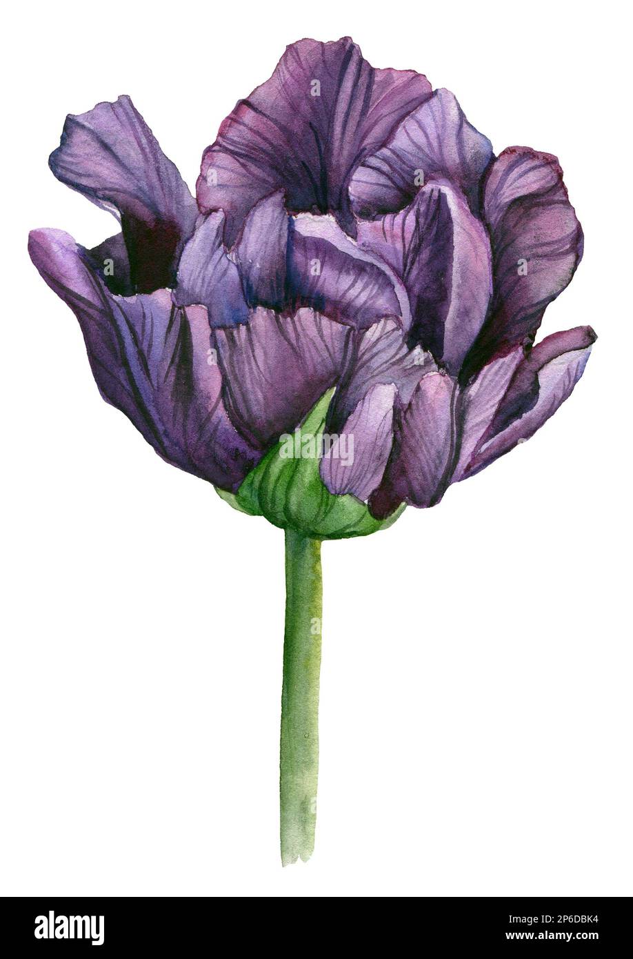Purple tulip painting hi-res stock photography and images - Alamy